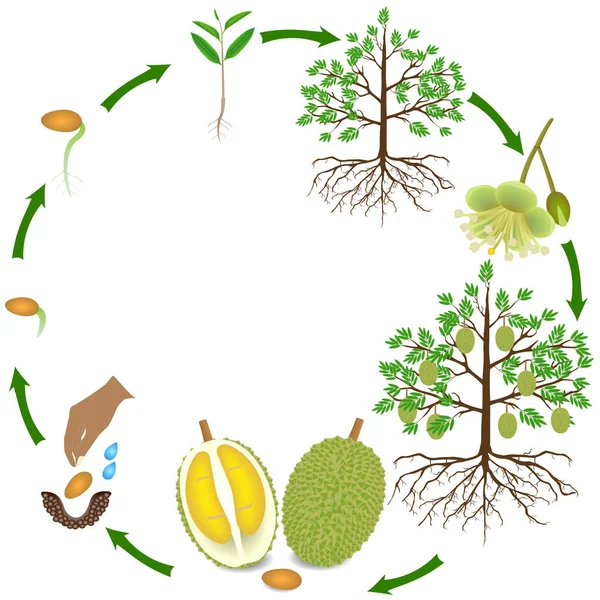 Life Cycle Pomegranate Tree White Background — Stock Vector © ZAQzaq81 ...