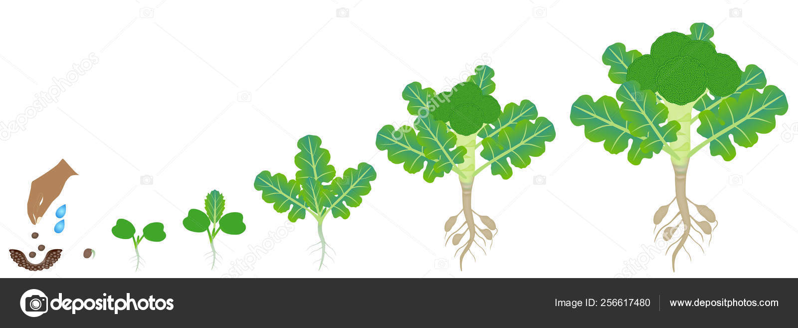 Cycle Growth Broccoli Plant White Background Stock Vector Image by ...