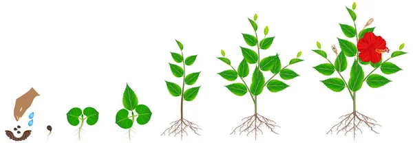 64 Rose life cycle Vector Images, Rose life cycle Illustrations ...