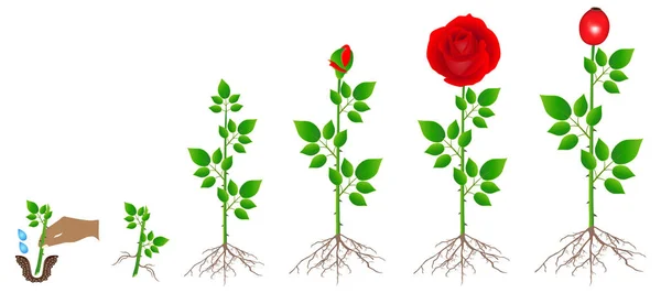 64 Rose life cycle Vector Images, Rose life cycle Illustrations ...