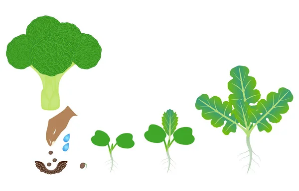 Broccoli plant growth stages infographic elements. Growing process of ...