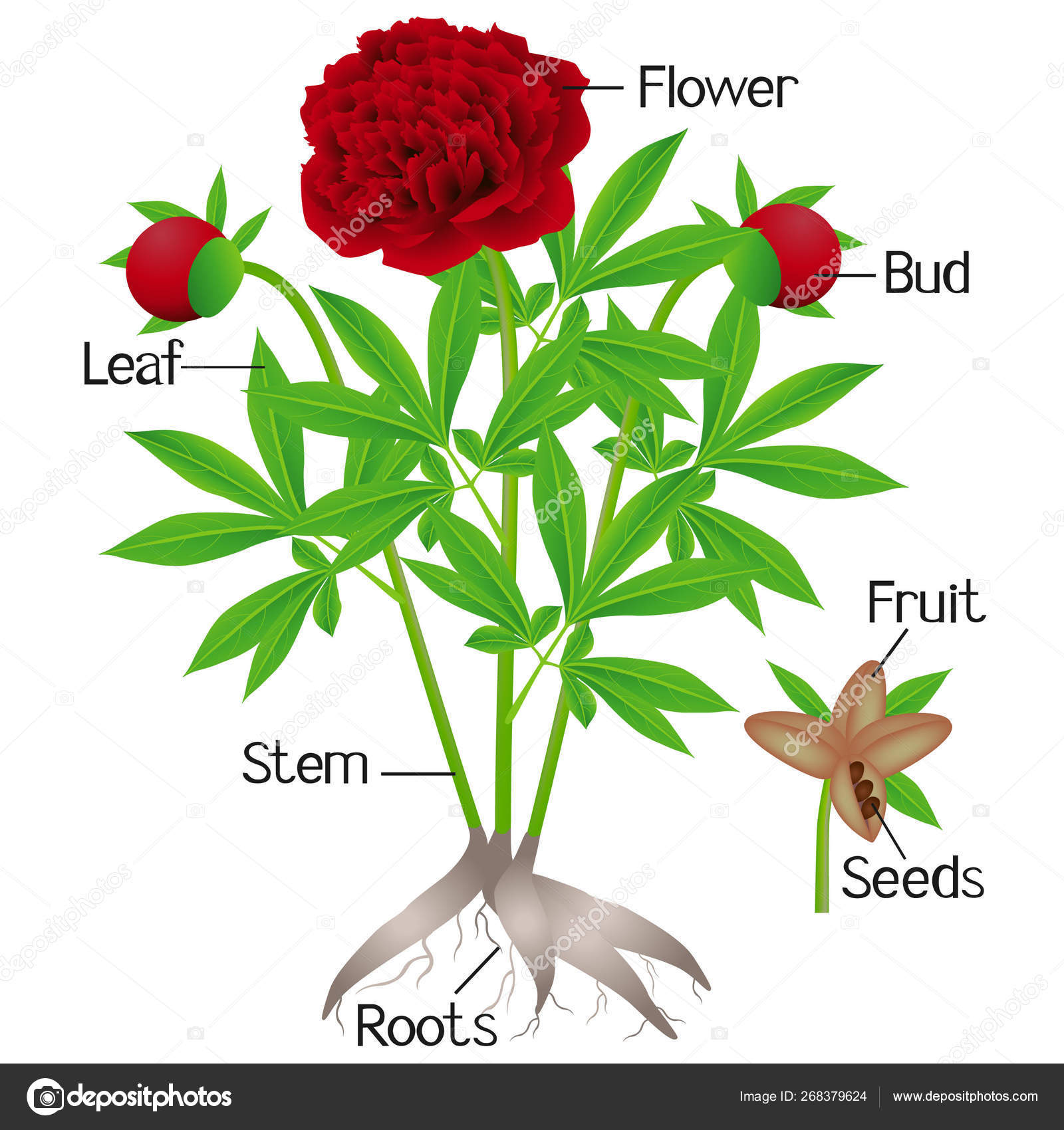 Parts Red Peony Plant White Background Stock Vector by ©ZAQzaq81 268379624