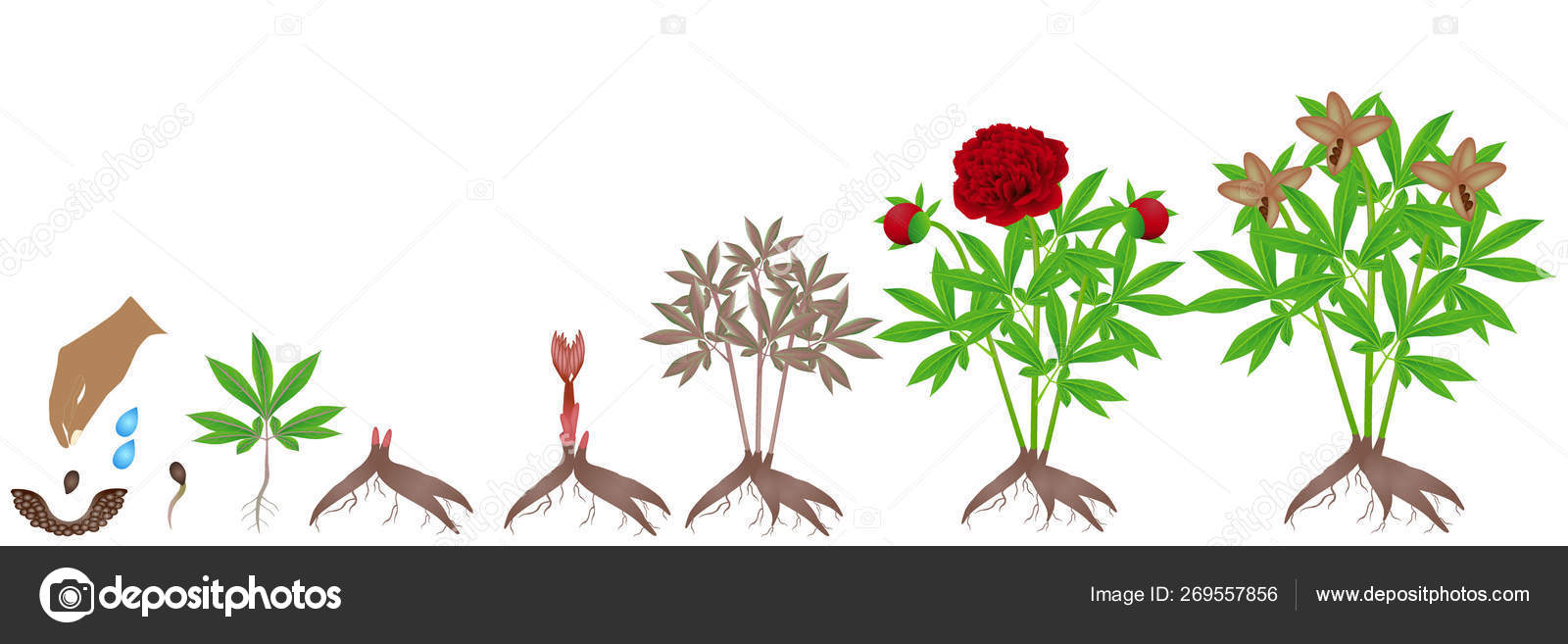 Growth Cycle Red Peony Plant White Background Stock Vector by ©ZAQzaq81 ...