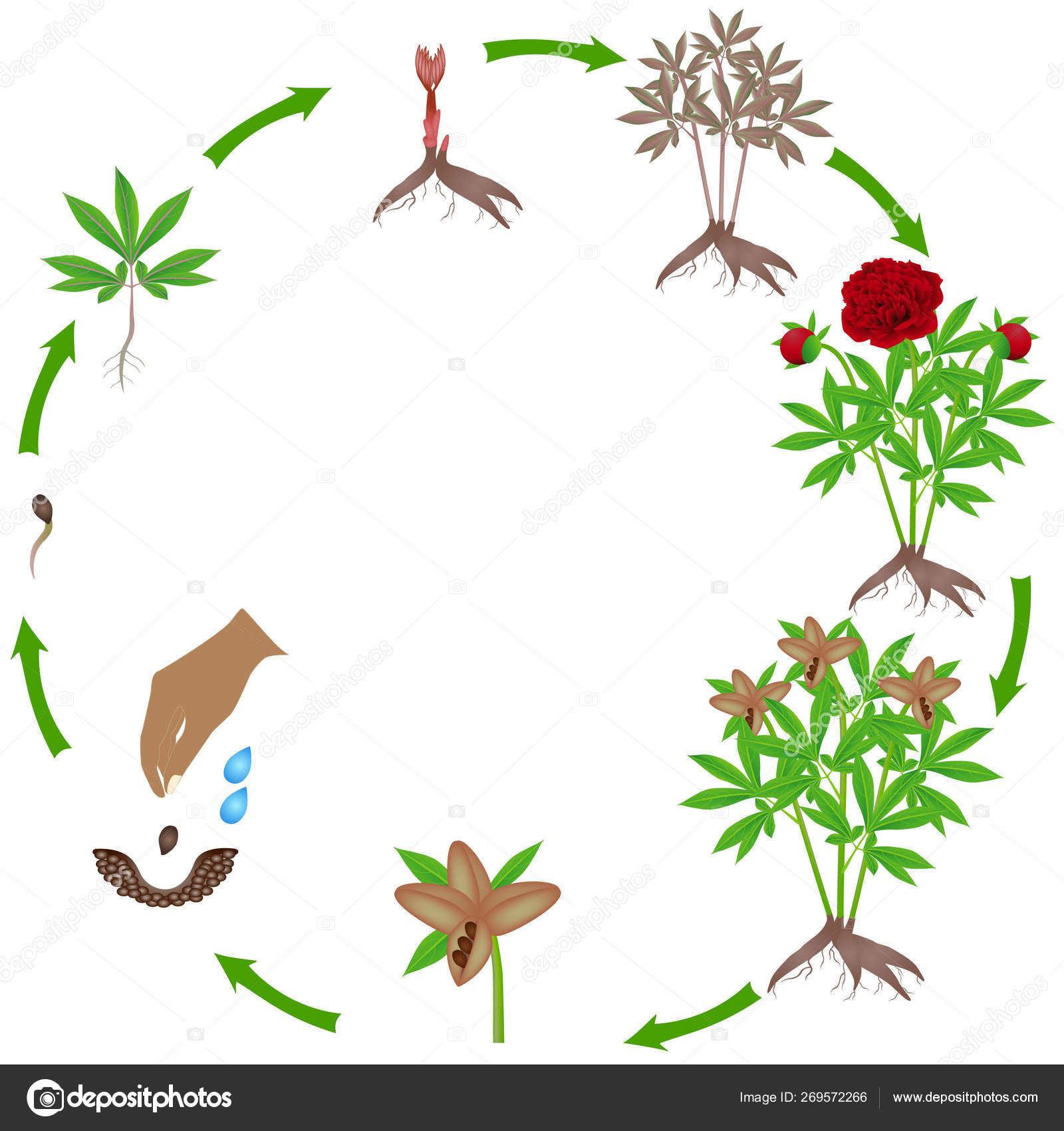 Ciclo Vida Planta Peonía Roja Sobre Fondo Blanco Vector de stock por ...