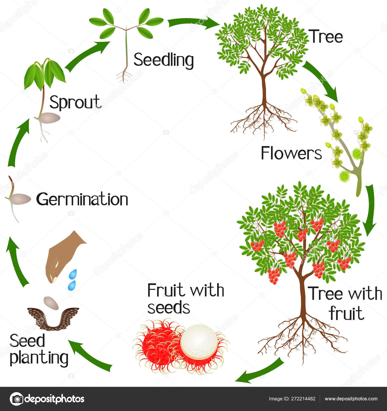Sketsa Pohon Rambutan Buah Rambutan: Kegunaan Dan Manfaatnya