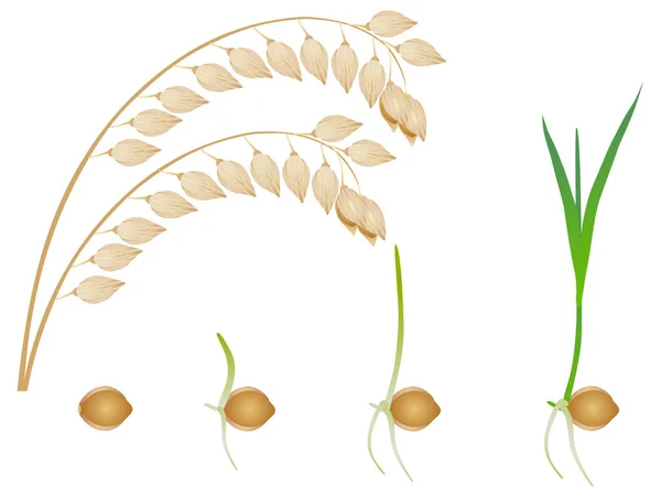 Spikelet Rice Plant Isolated White Background Stock Vector by ©ZAQzaq81 ...