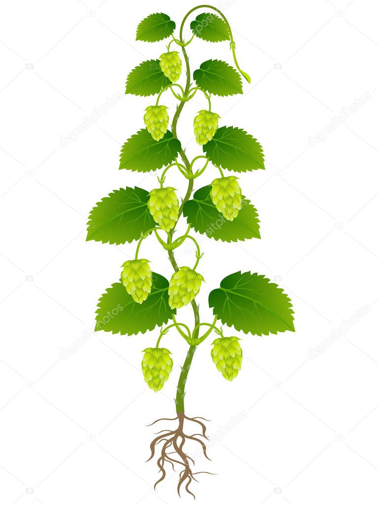 Planta de lúpulo con raíces sobre fondo blanco. 2022