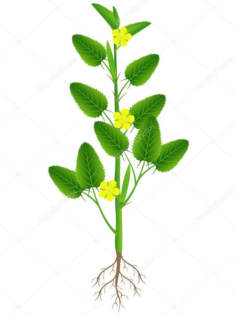 Planta de yute con raíces aisladas sobre fondo blanco. 2022