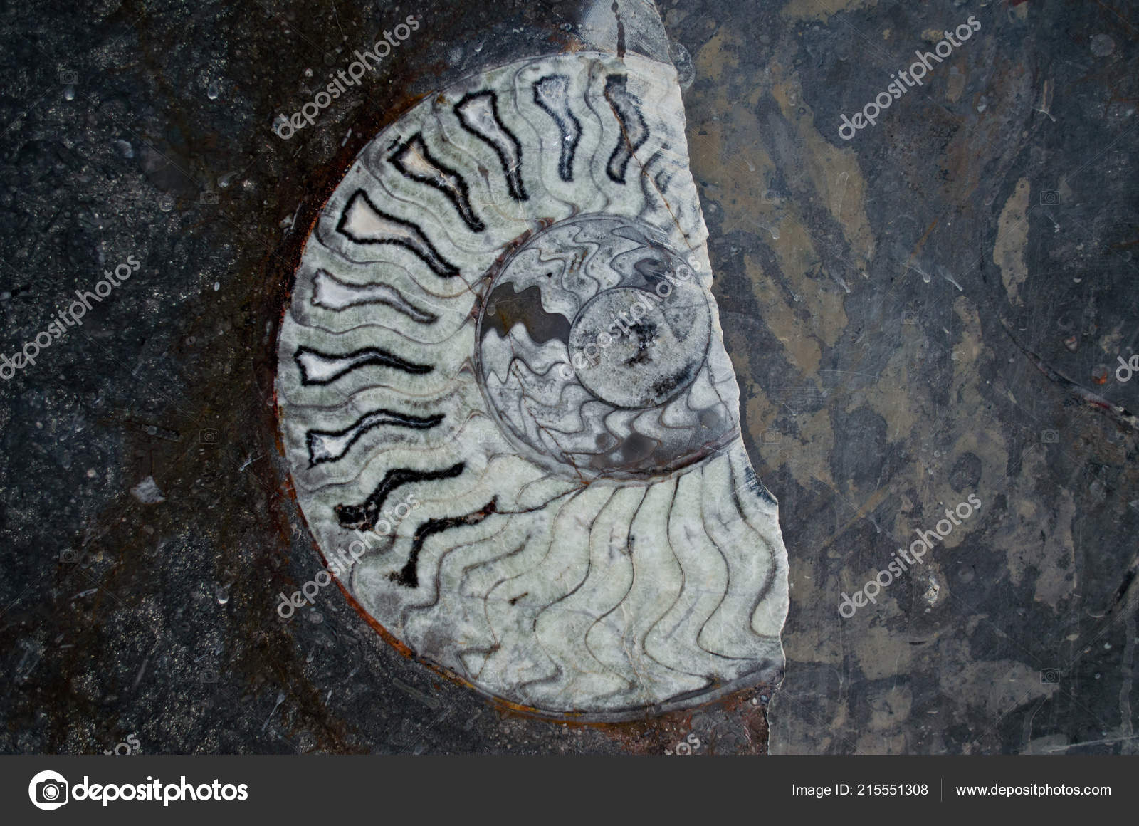 White Ammonite Old Stone — Stock Photo © johndory #215551308