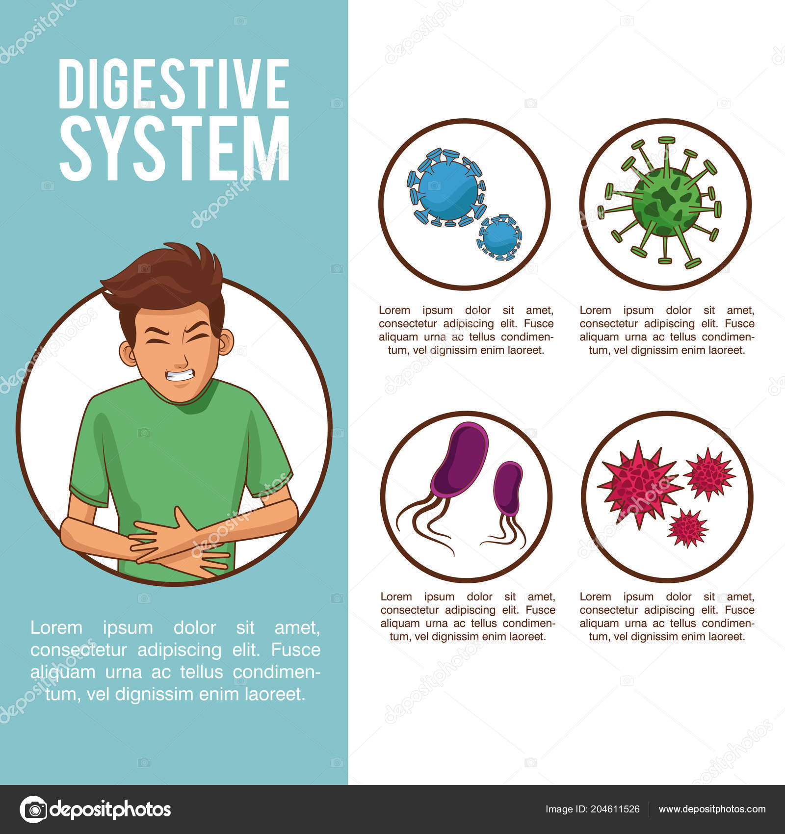 Digestive system infographic Stock Illustration by ©jemastock #204611526