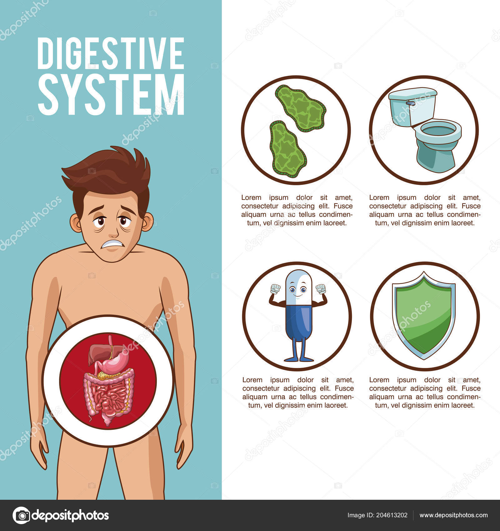 Digestive system infographic Stock Vector Image by ©jemastock #204613202