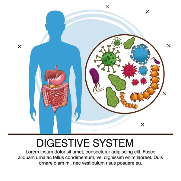 Digestive system infographic Stock Illustration by ©jemastock #204611526