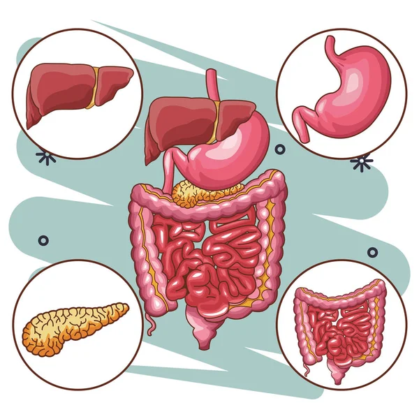 Structuur van de lever Vector Art Stock Images | Depositphotos