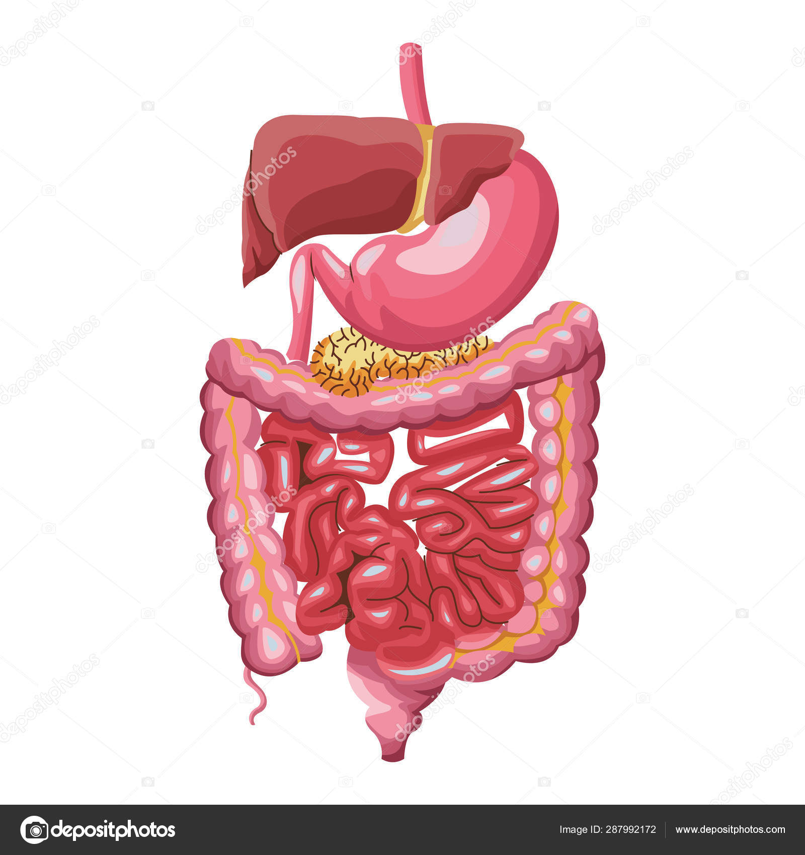 Human digestive system Stock Vector Image by ©jemastock #287992172