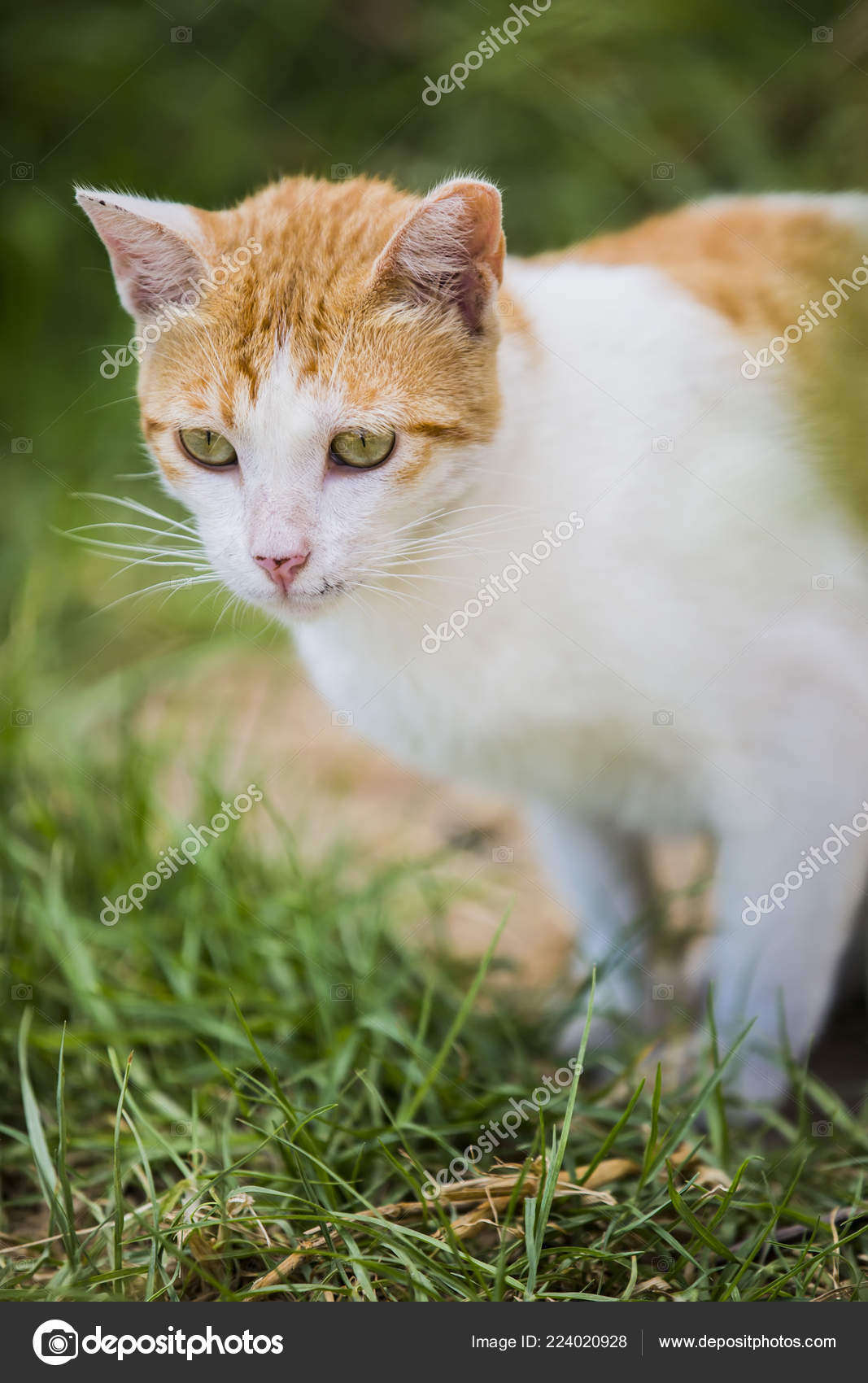 Cute White Ginger Cat Grassy Meadow Stock Photo by ©DenisSmile 224020928