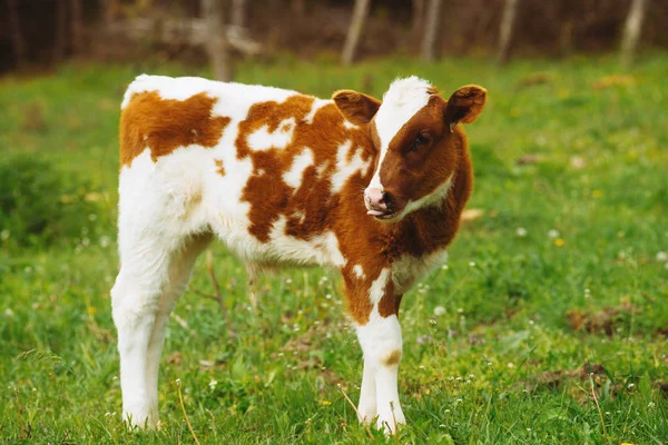 Veau blanc Stock Photos, Royalty Free Veau blanc Images | Depositphotos