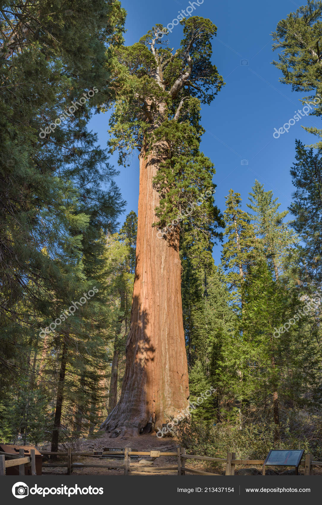 General Grant Tree Sequoiadendron Giganteum Largest Sequoia General ...