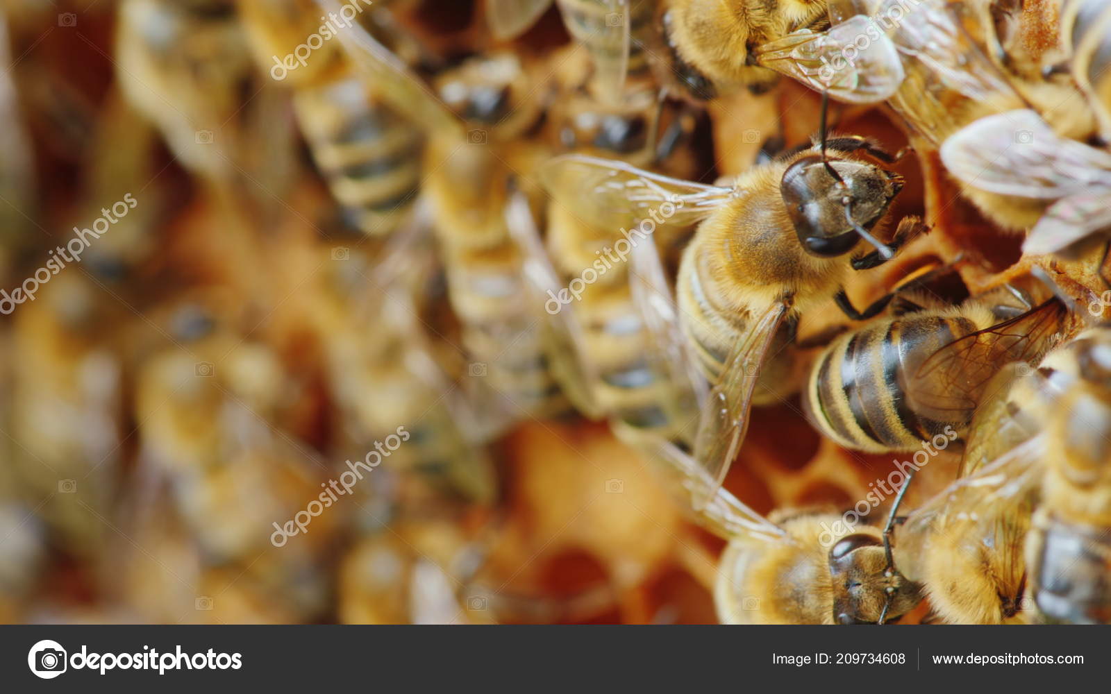 Colony of bees at work in the hive. Useful Products and Alternative ...