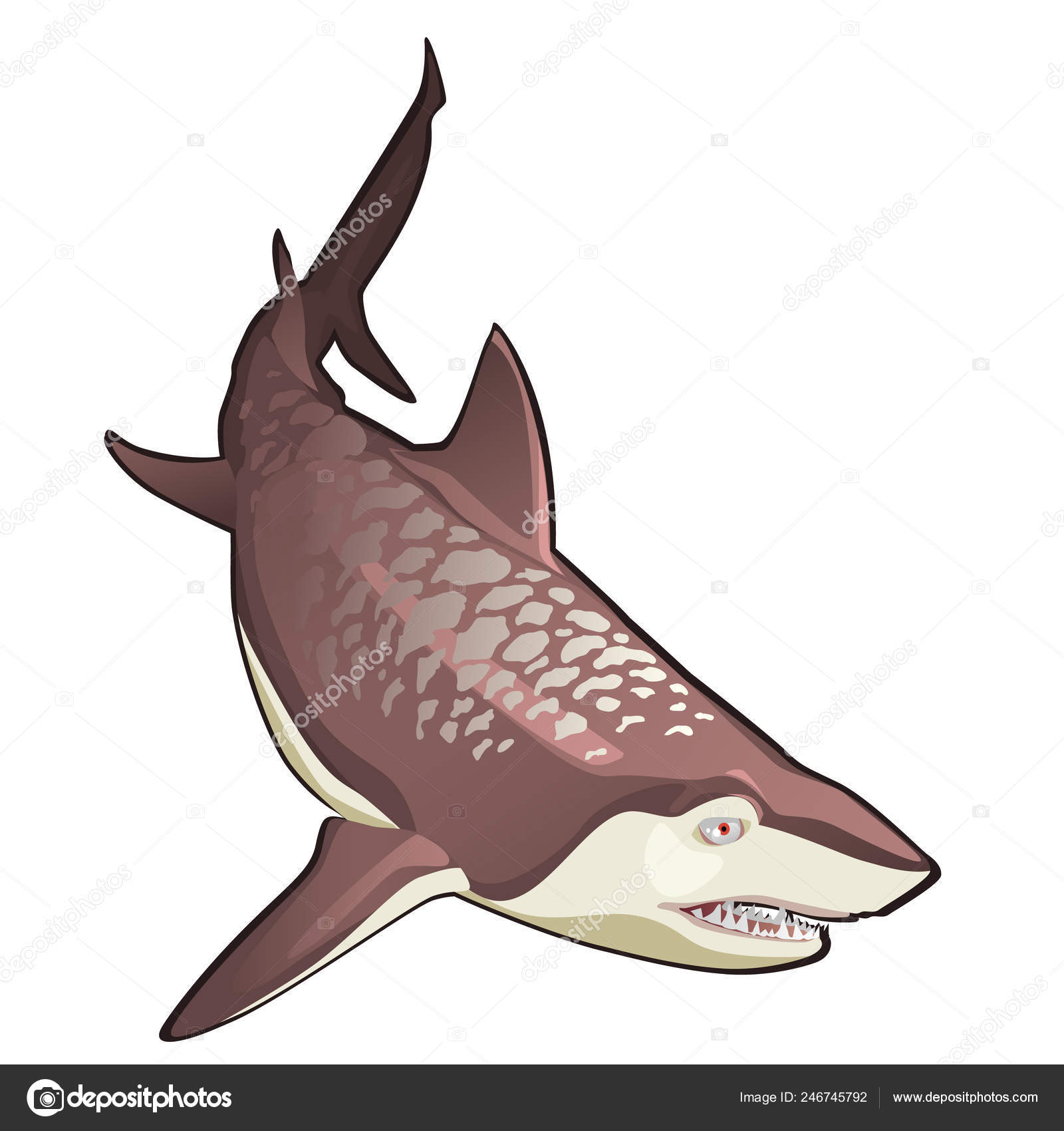 Dessins De Requins Tigres Coloriage Requin Tigre Réaliste Dessin