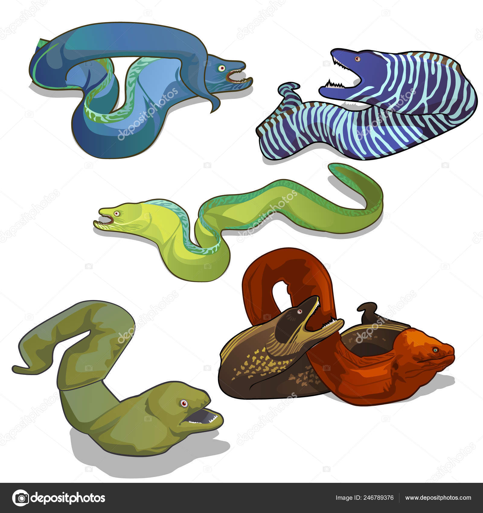 Green Moray Eel Drawing