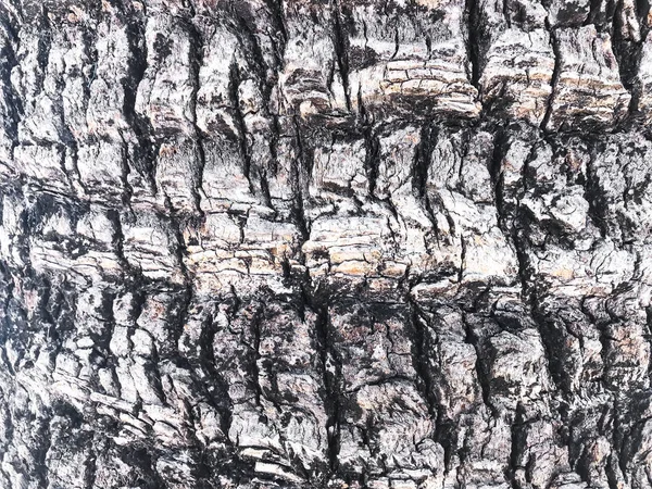 Realistic oak tree bark drawing Stock Photos, Royalty Free Realistic ...