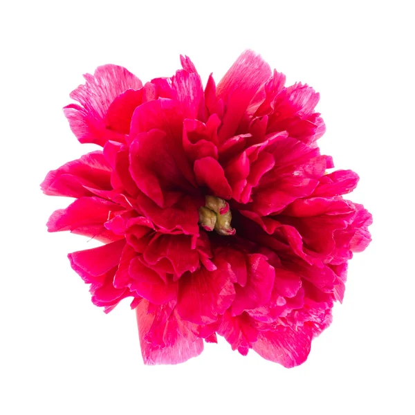 Fruit carnation Stock Photos, Royalty Free Fruit carnation Images ...