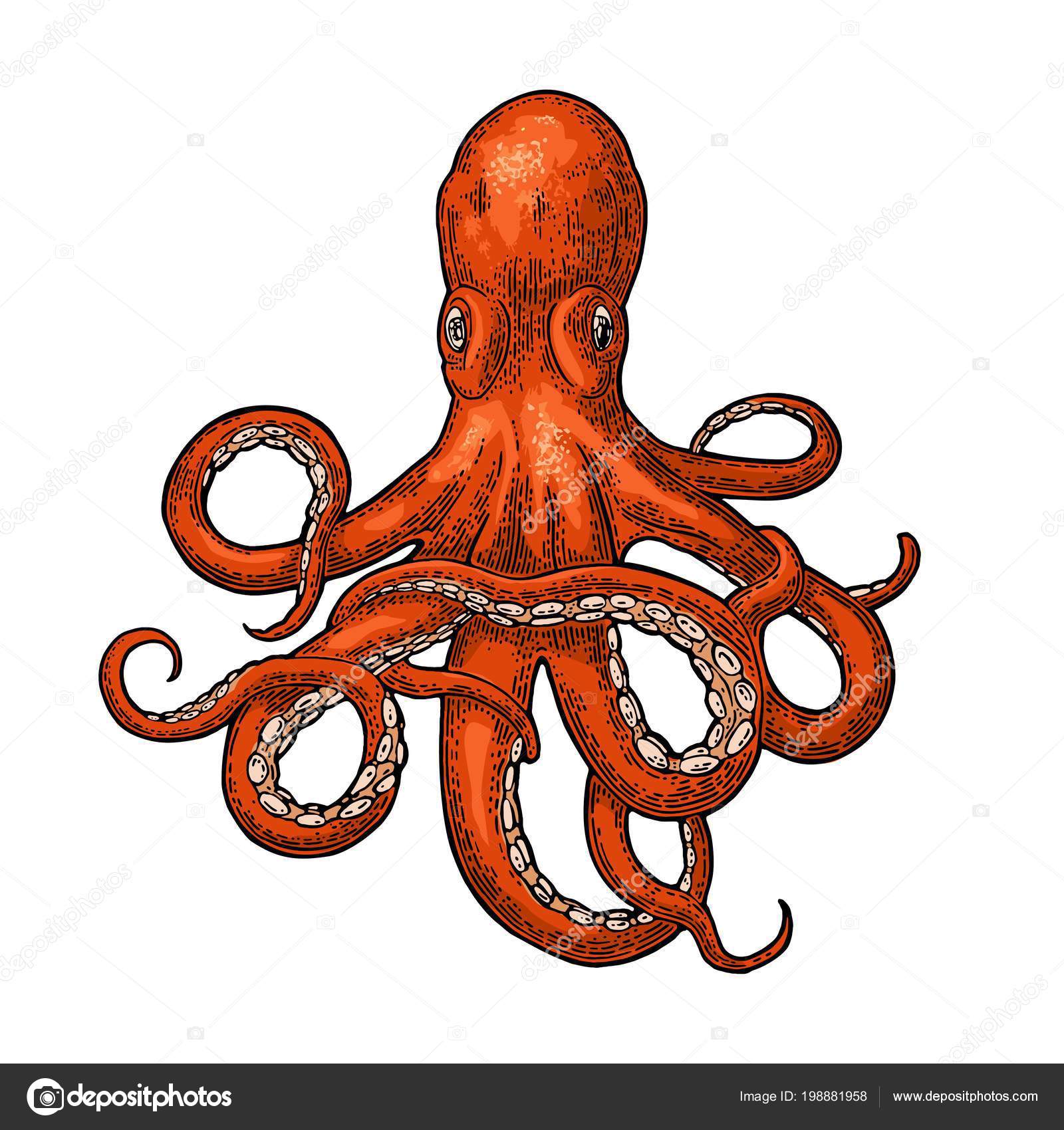 illustrator octopus