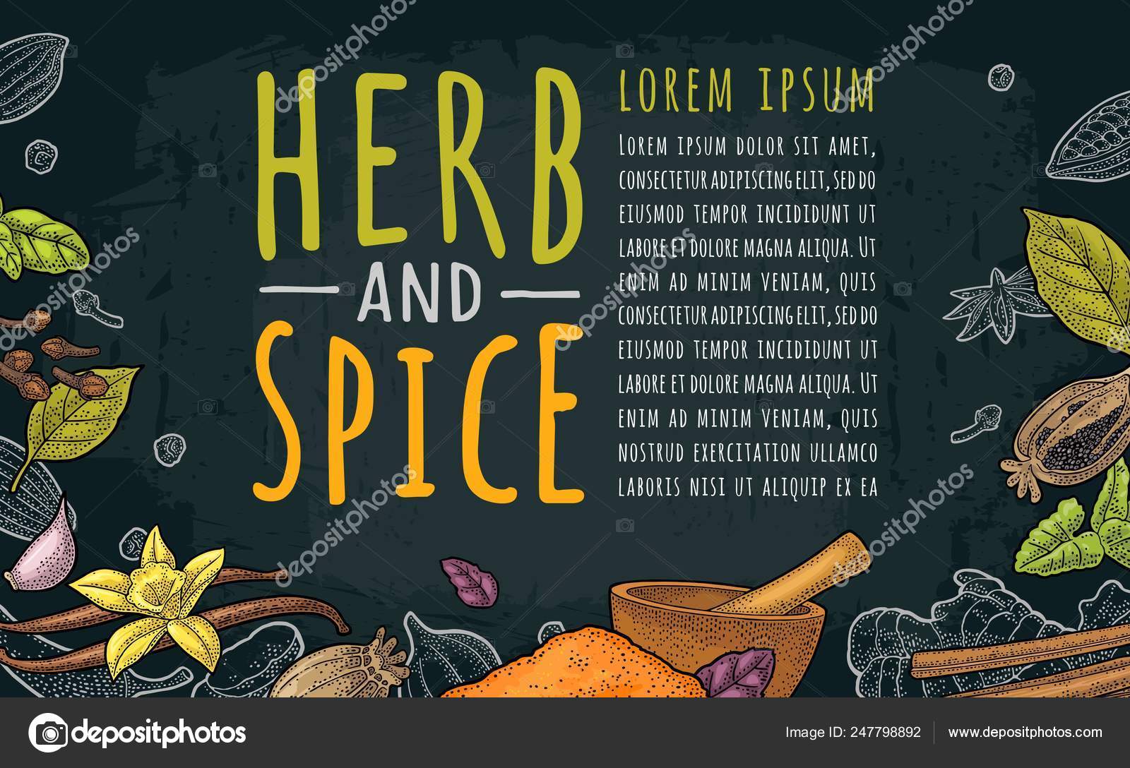 HERB and SPICE handwriting lettering. Set vector color engraving Stock ...