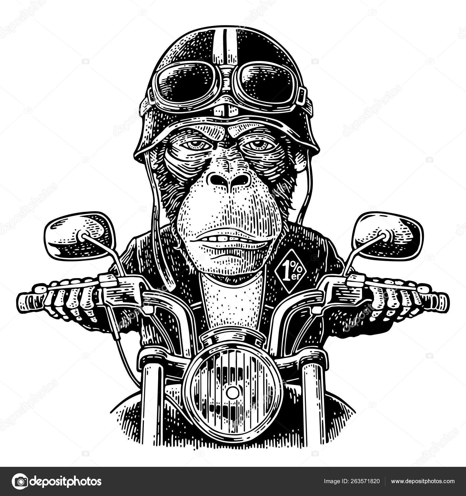 Monkey driving a motorcycle rides. Vector vintage engraving ⬇ Vector ...