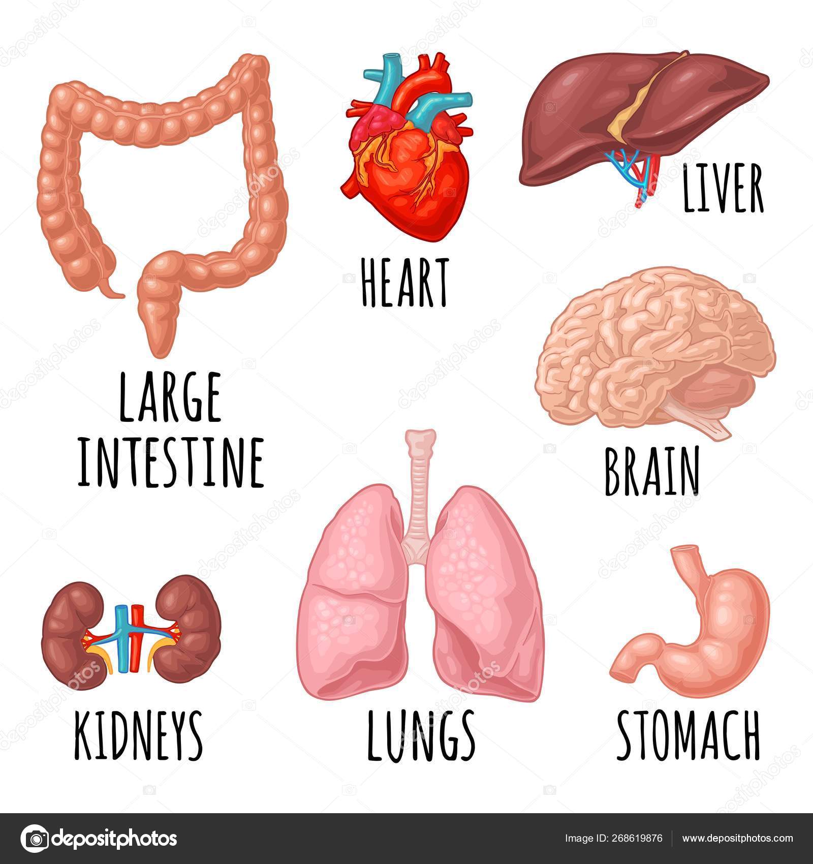 Menselijke Anatomie Organen Hart