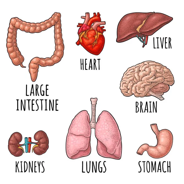 Human anatomy organs. Brain, kidney, heart, liver, stomach. Vector ...