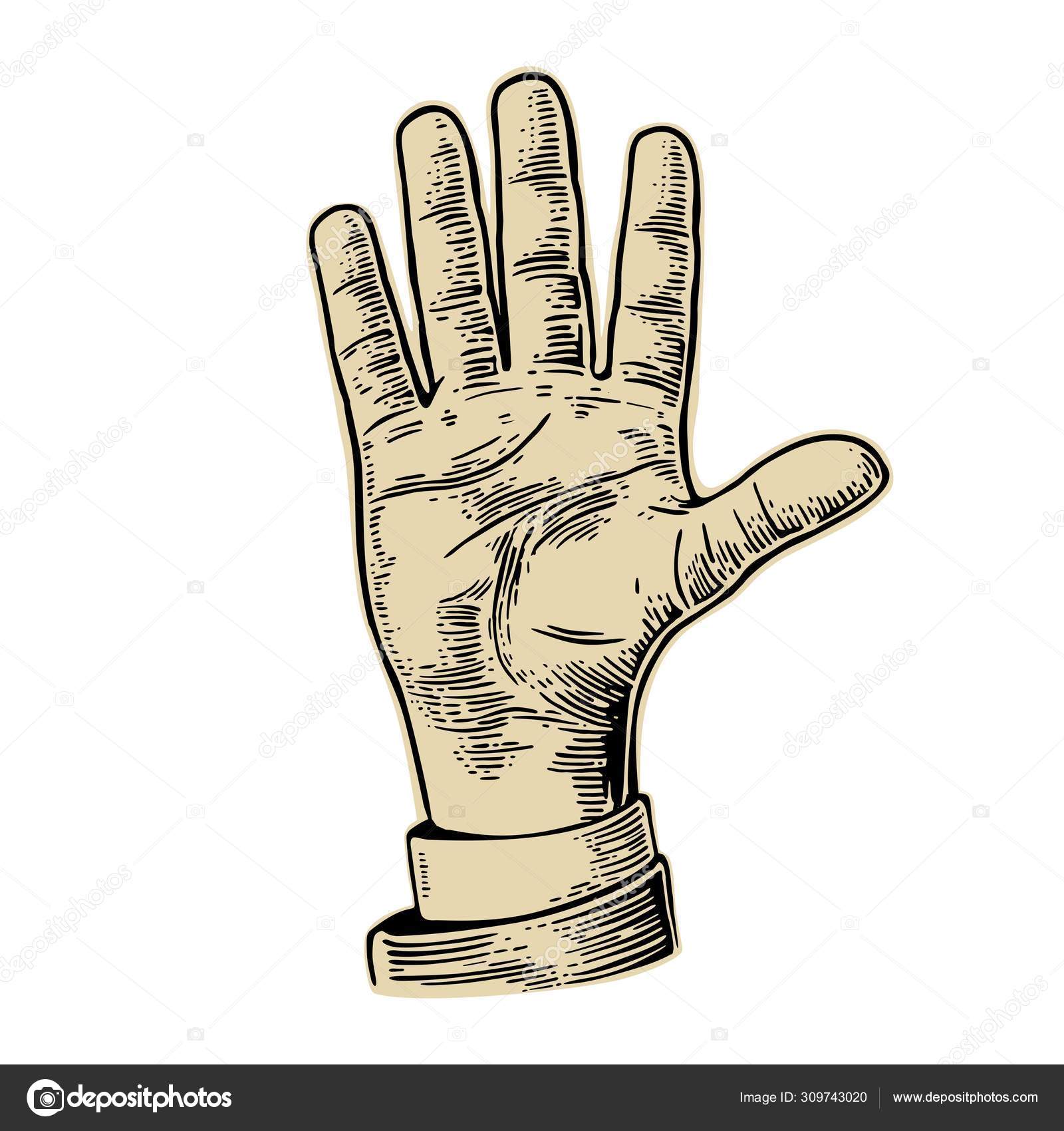 Male hand showing five fingers. Vector black vintage engraved ...