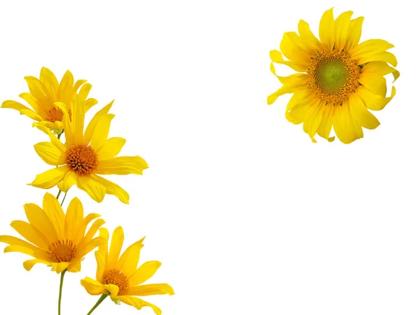 Yellow flower border — Stock Photo © Anna_Om #6053593