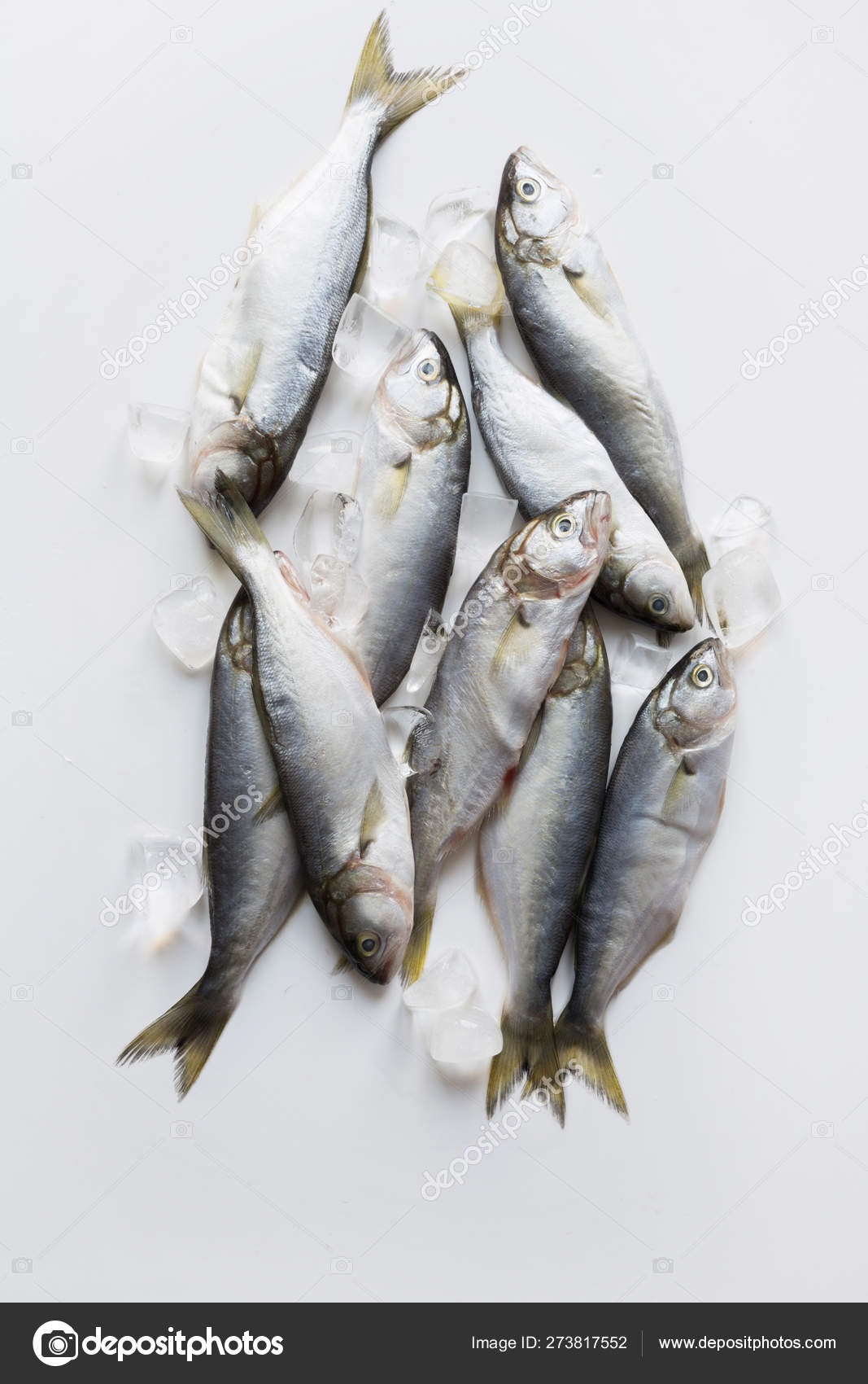 Black sea fresh bluefish with ice cube on white. Fish pattern. View ...