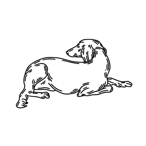 Grafika wektorowa Rysunek jamnik, Rysunek jamnik obrazy wektorowe ...