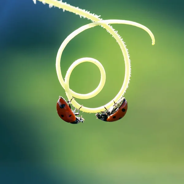 ᐈ Ladybugs wallpaper stock pictures, Royalty Free ladybugs leaves ...