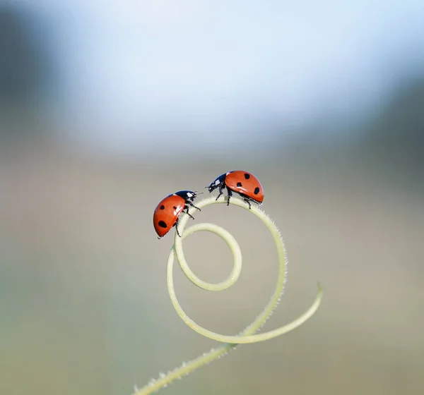 Two Beautiful Ladybug Crawling Winding Twig Forward Each Other ⬇ Stock ...