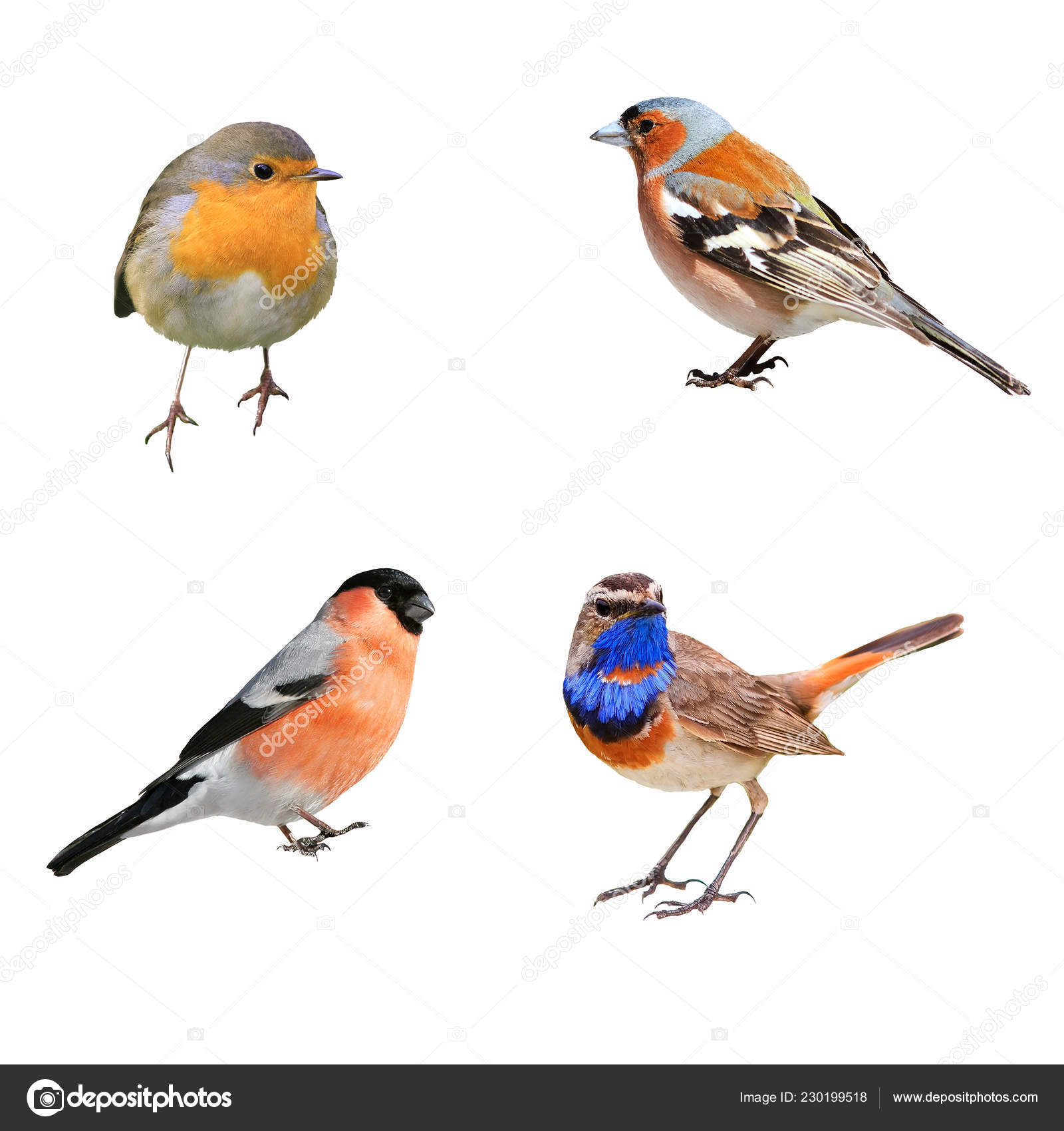 Set Four Colorful Birds Isolated White Background — Stock Photo ...