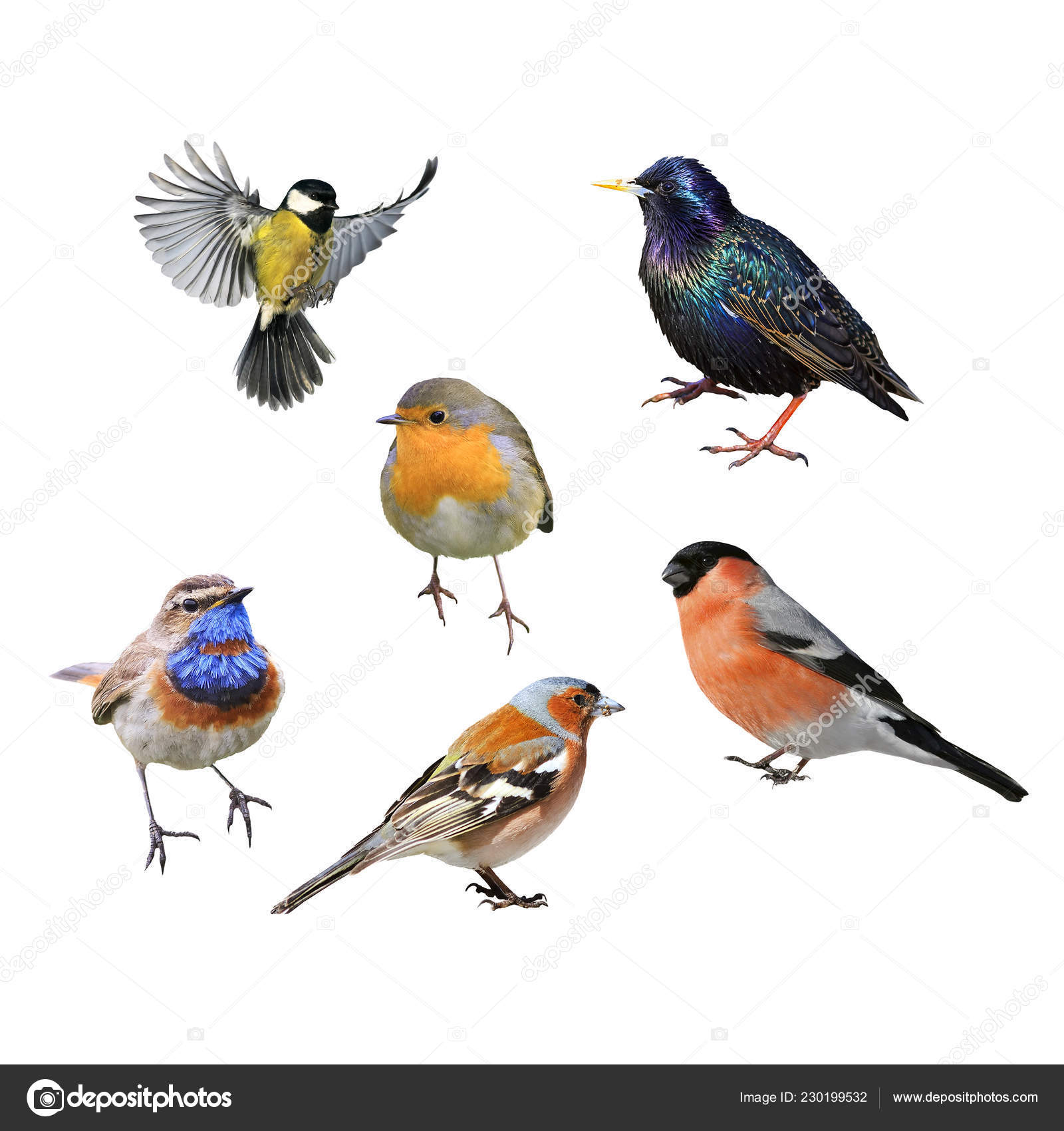 Set Many Colorful Birds Isolated White Background — Stock Photo ...