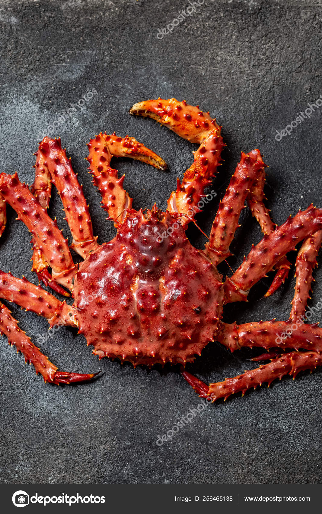 Red King Crab