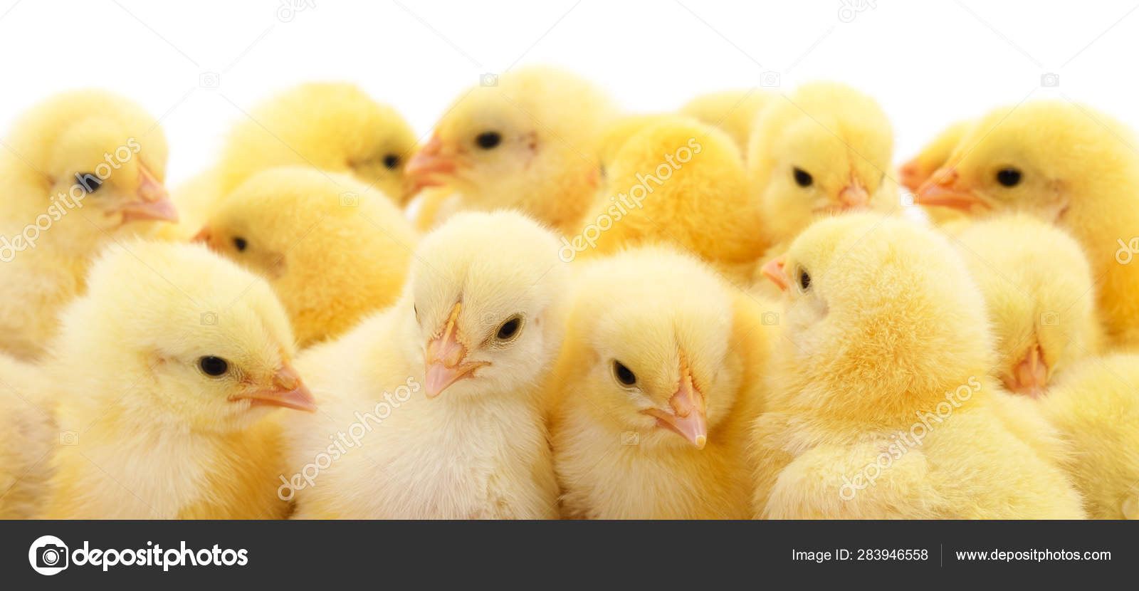 Group of little chicks. Stock Photo by ©Olhastock 283946558