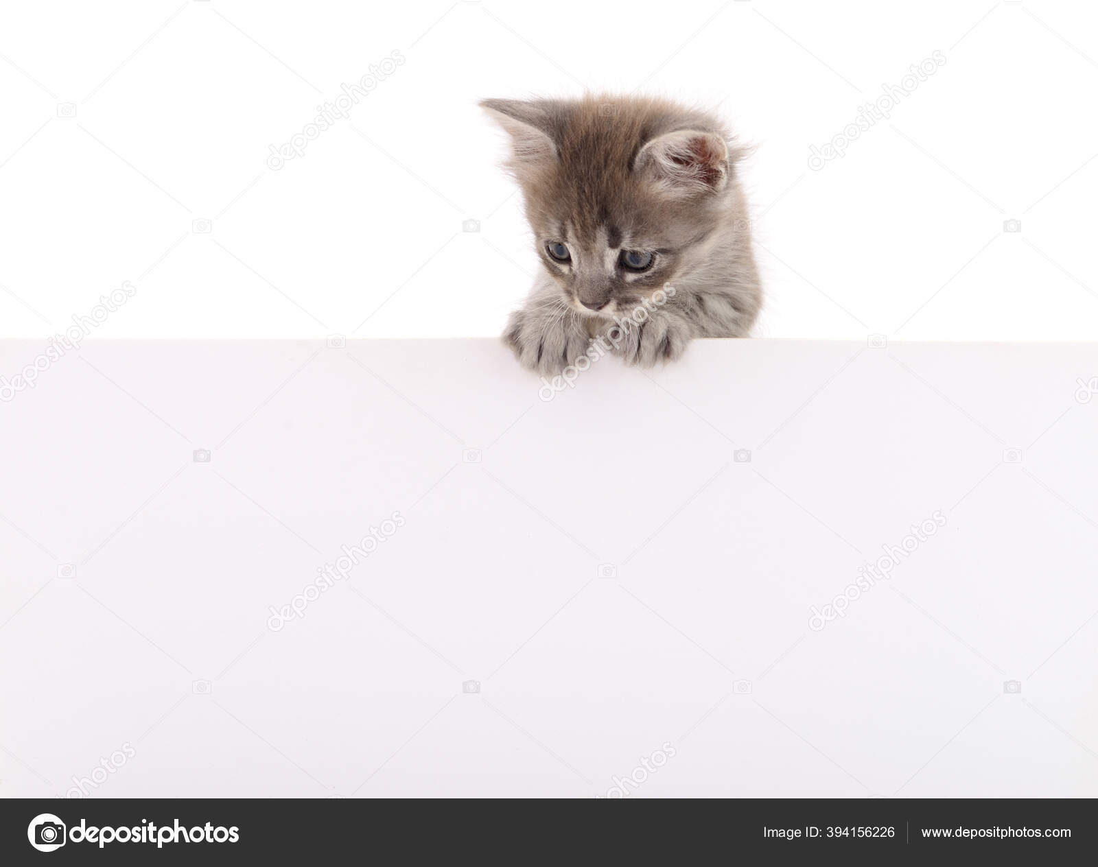 Kitten Blank Isolated White Background Stock Photo by ©Olhastock 394156226