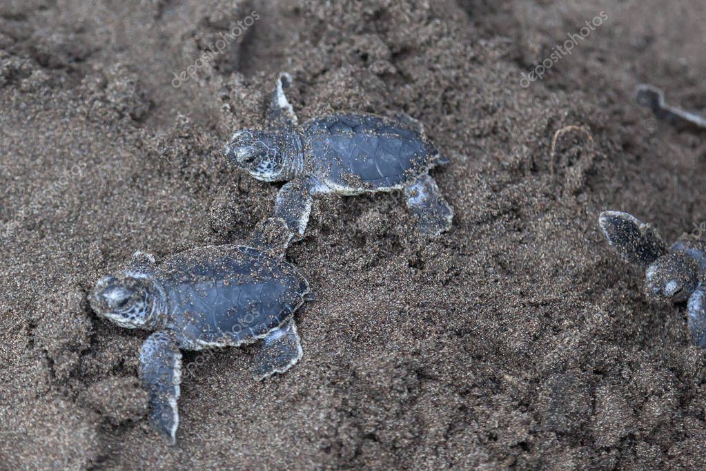Dos tortugas verdes bebé (Chelonia mydas) arrastrándose hacia el océano ...