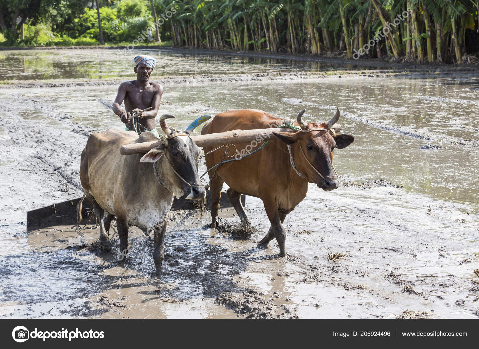 Pondichery Puducherry Tamil Nadu India September Circa 2017 Farmers ...