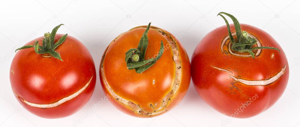 3 Dividir, tomates agrietados debido a la lluvia después de la sequía ...