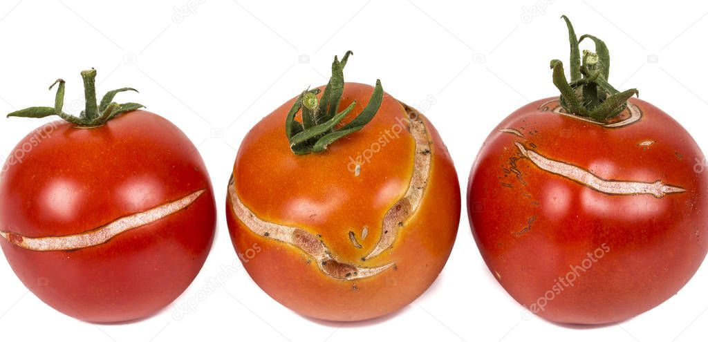 3 Dividir, tomates agrietados debido a la lluvia después de la sequía ...