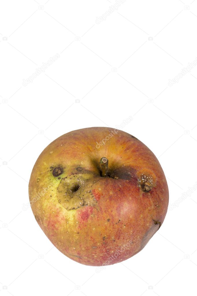 Rastros aburridos de una polilla acurrucada Cydia Pomonella, en una ...