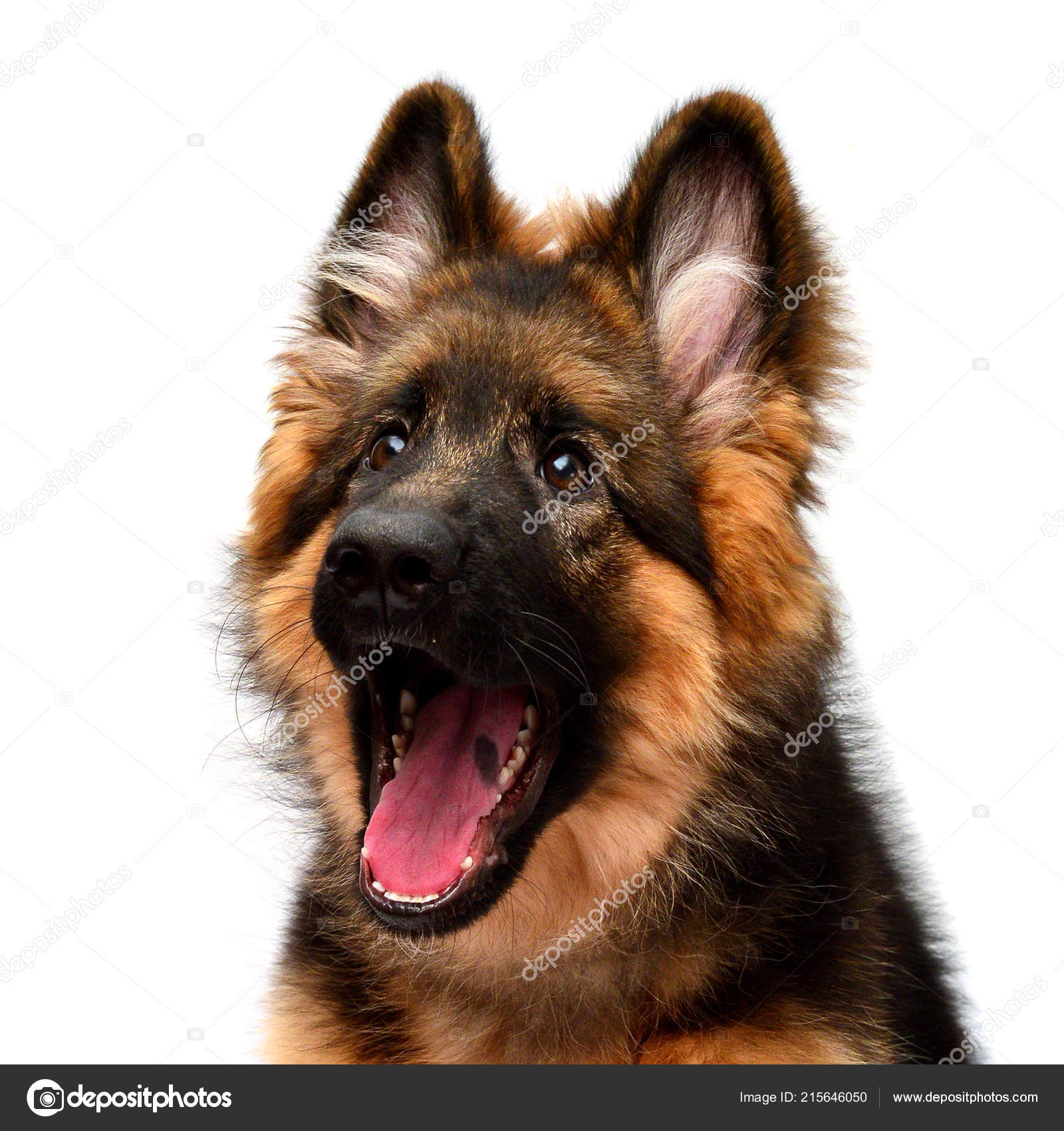 German Shepherd Puppy Teeth