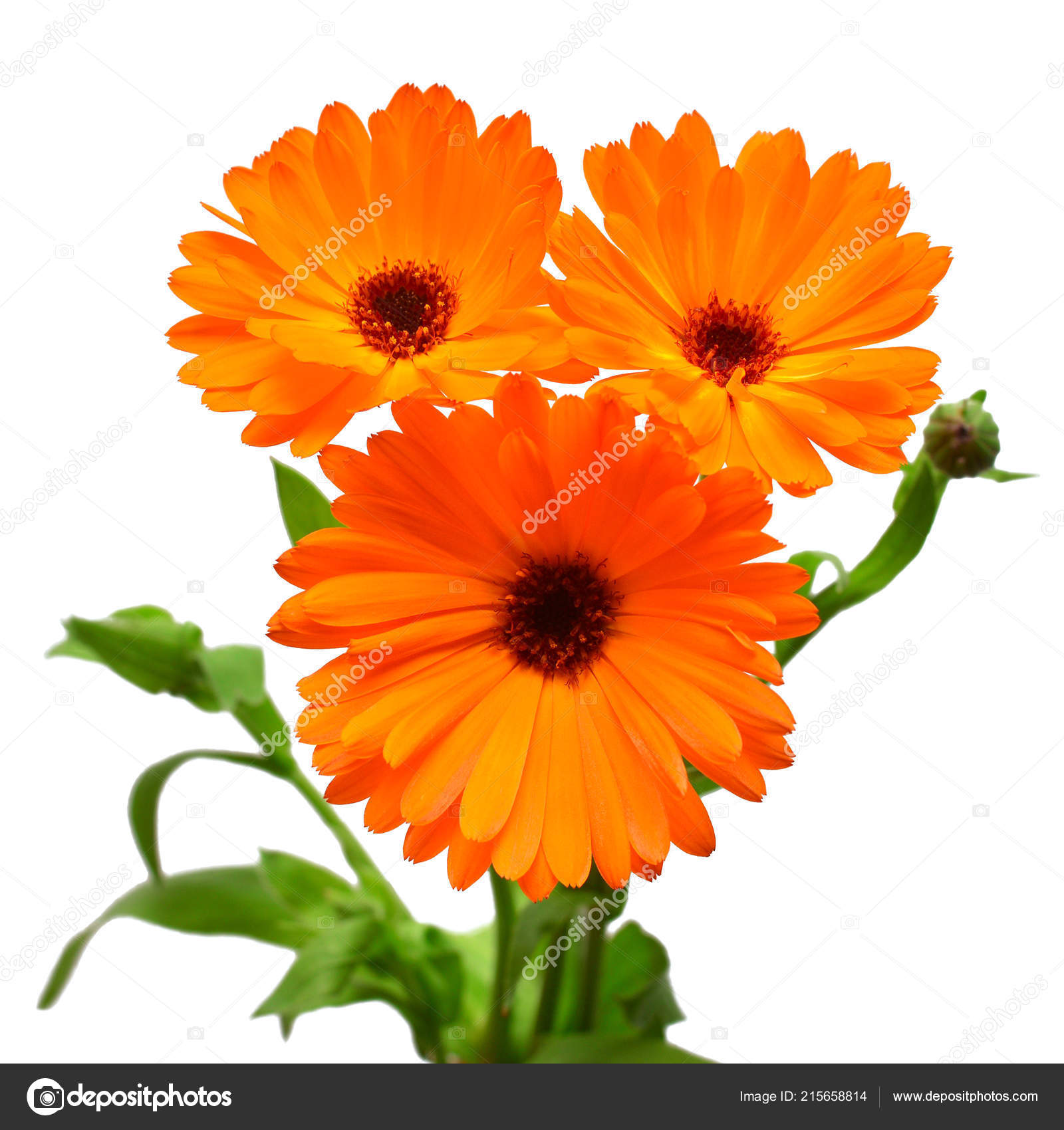 White Calendula Flower