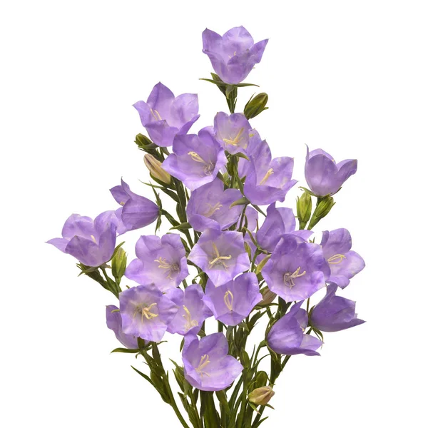 Bell Flowers Border — Stock Photo © Subbotina #10681437